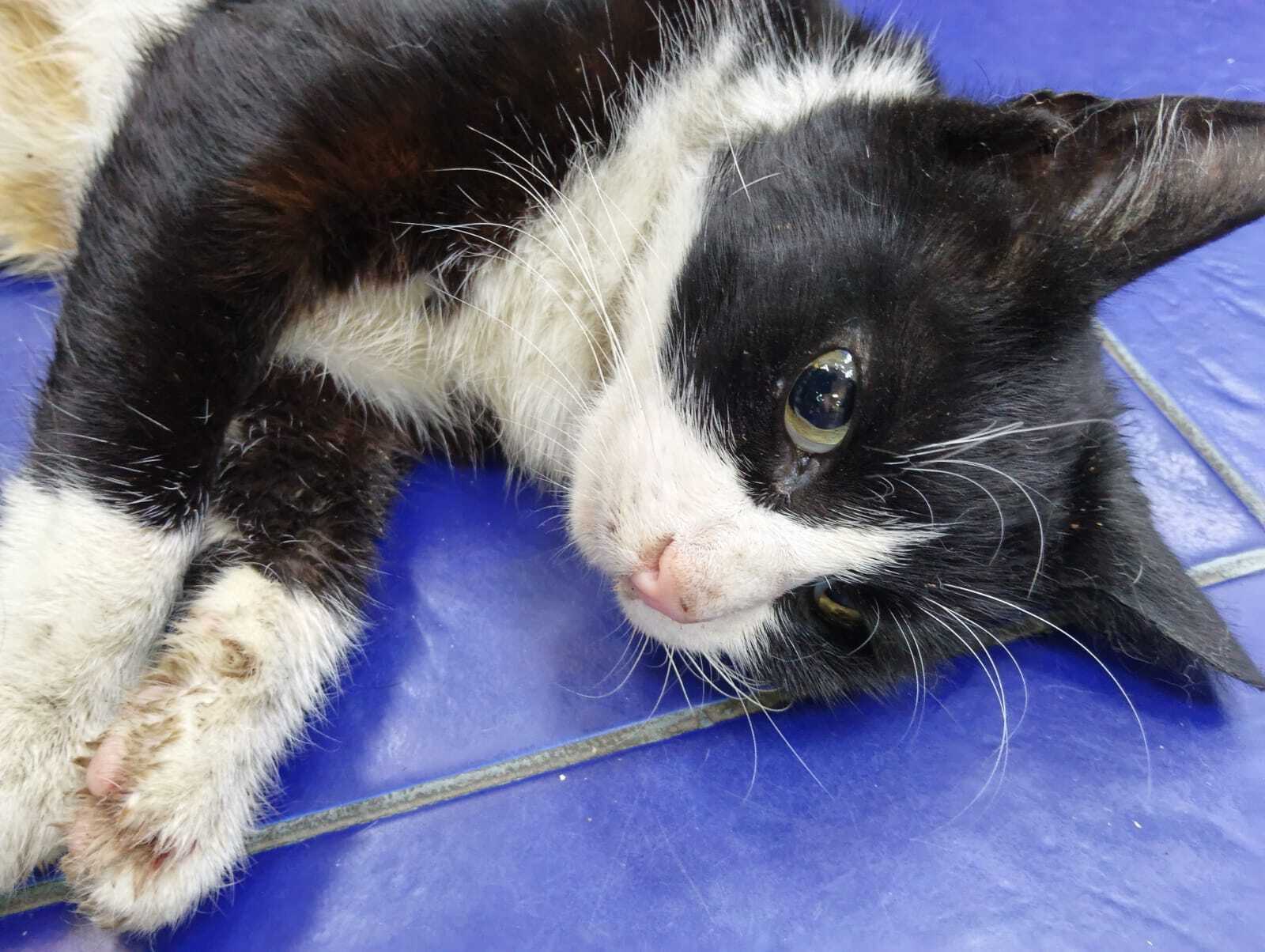 Сегодня поймали ещё одну кошку. Санкт Петербург - 06.10.25 23:00 | Пикабу