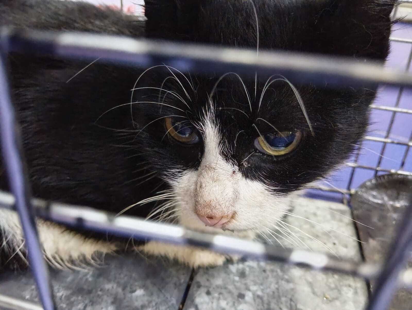 Сегодня поймали ещё одну кошку. Санкт Петербург - 06.10.25 23:00 | Пикабу