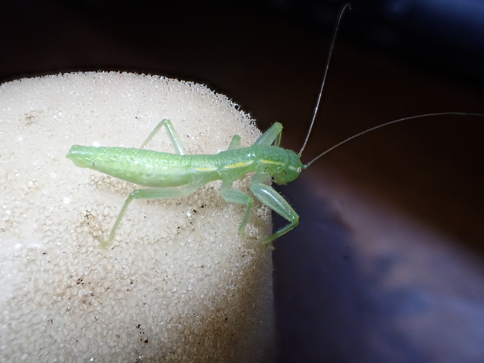 Тараканосверчки (Notoptera) - древние реликты каменноугольного периода ...