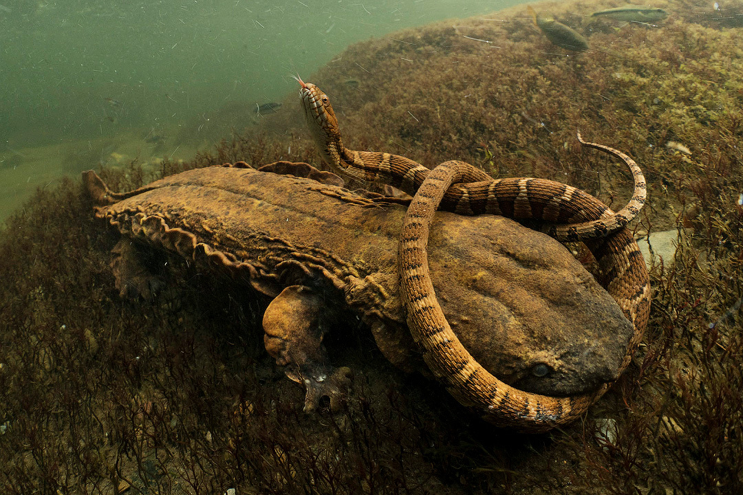 Как на самом деле выглядит известный науке Повелитель Ада - 27.12.25 09 ...