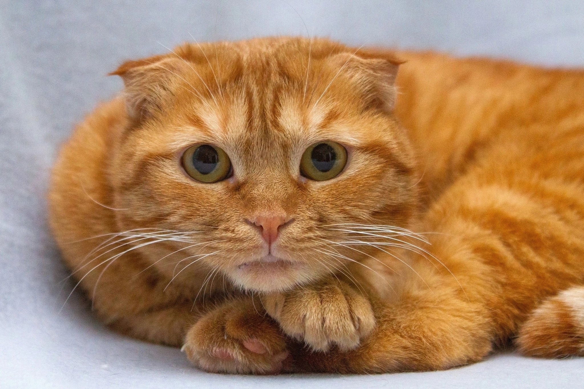 Кошечка Манго в добрые руки - 01.01.26 22:07 | Пикабу