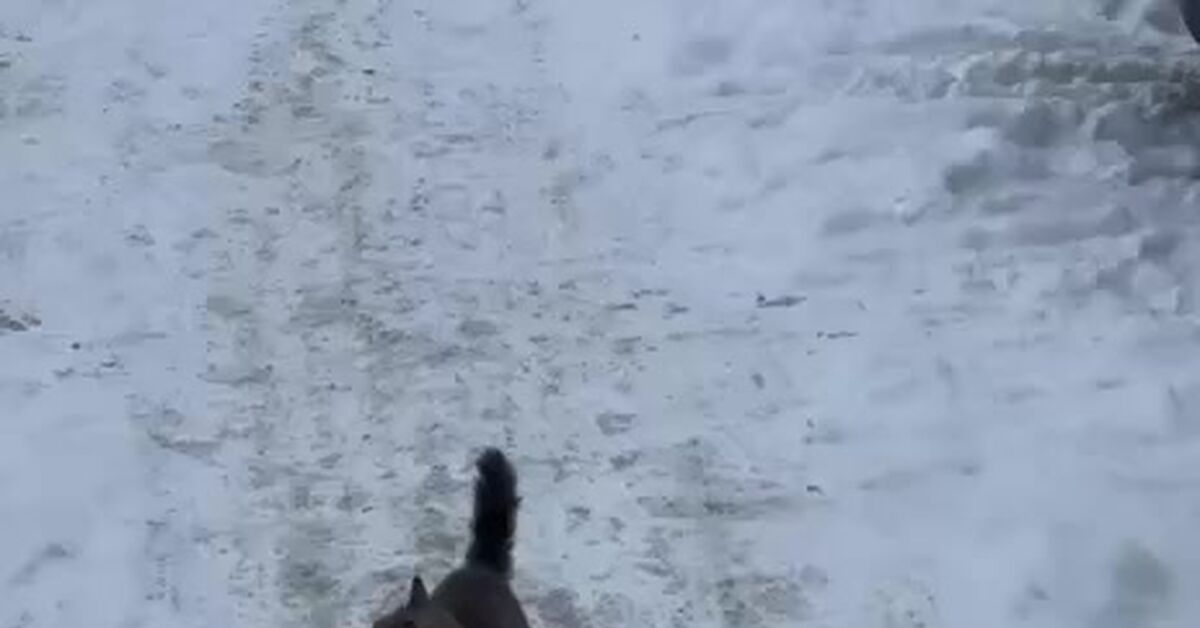 ПОДБРОСИЛИ КОТА НА АВТОСТОЯНКУ - 11.01.26 20:14 | Пикабу