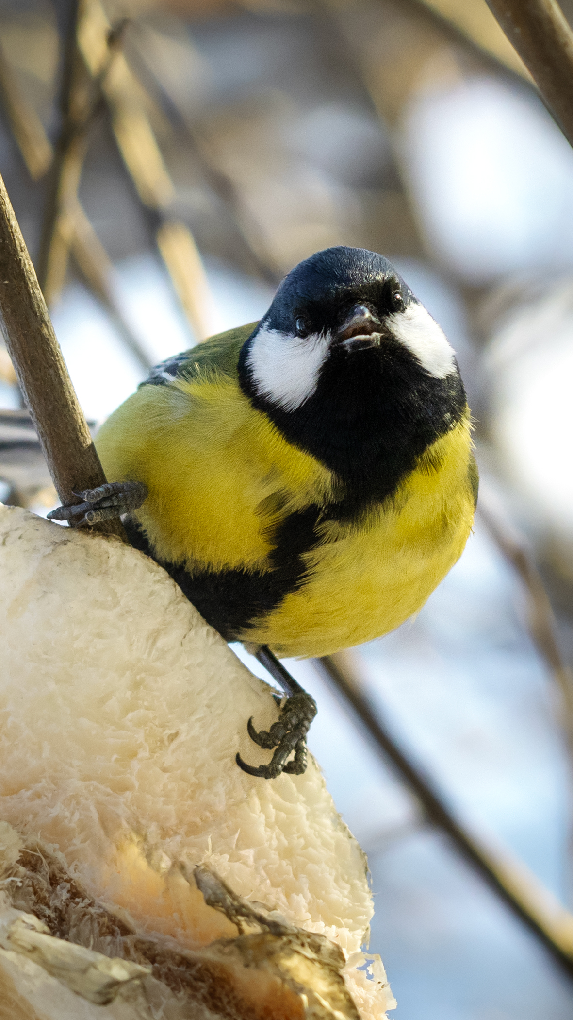 Большая синица - 12.01.26 19:28 | Пикабу
